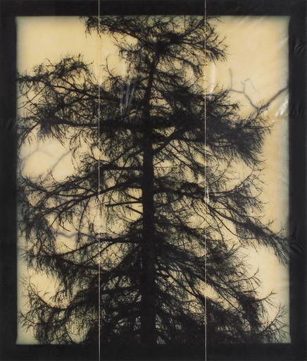 The Starn Twins Aka Mike & Doug Starn (b. 1961) New Jersey