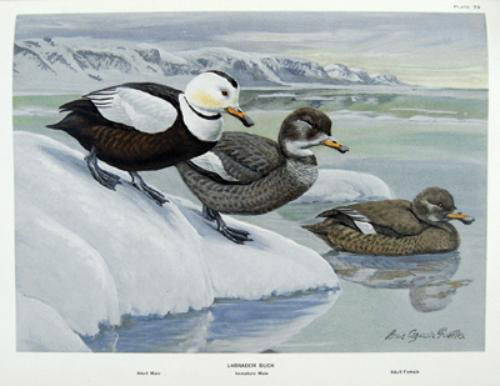 Phillips.natural History Of The Ducks