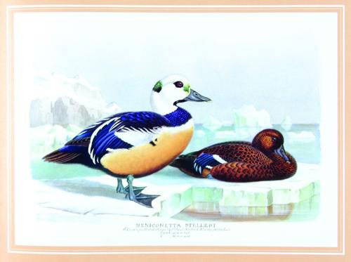 Olney (peter J.s.) The Wildfowl Paintings Of Henry