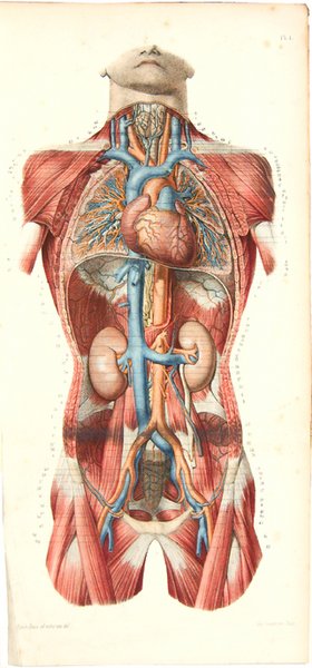 Anatomie