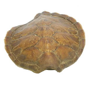 Antique Turtle Shell Fan