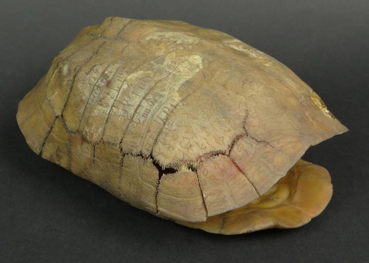 Rare Chinese Inscribed Tortoise Shell "Oracle Bone" - Feb 19, 2014 | Kodner Galleries Inc. in FL