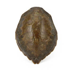 Antique Turtle Shell Fan