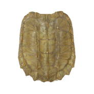 Antique American Alligator Snapping Turtle Shell - Mar 21, 2020 | Neue ...