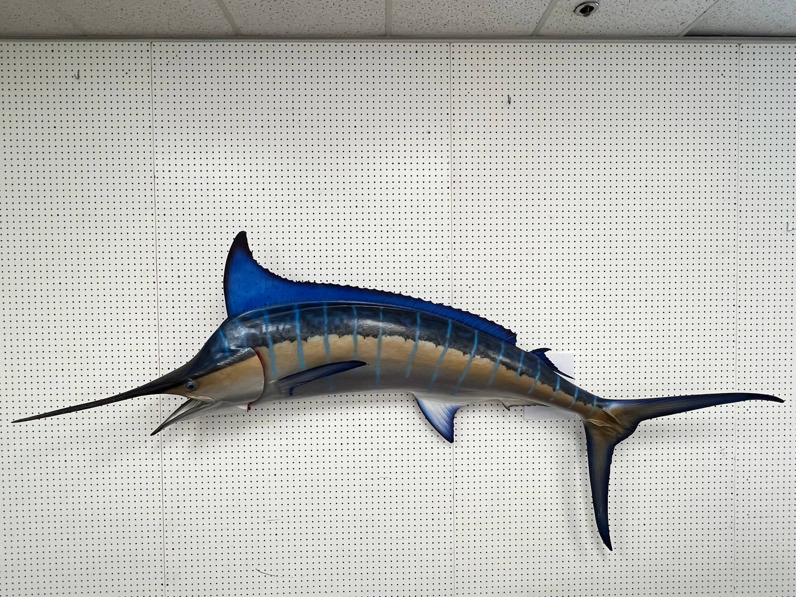 9'5'' Marlin Wall Mount Capitola Wharf House - (pick Up Or Arrange Own ...