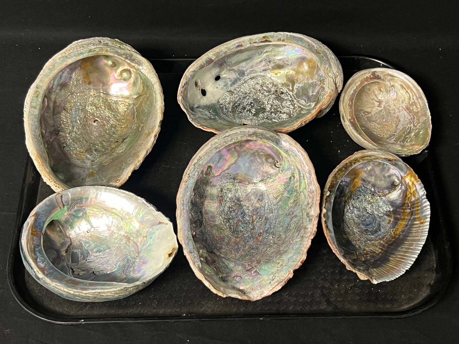 (6)atq/vtg Abalone Shells - Various Sizes - 7.5'' X 6'' To 5'' X 4 ...