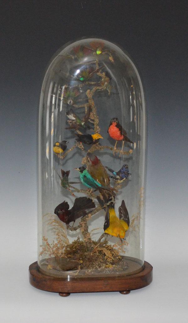 Sensational 29" inch Aviary / Bird Diorama - Oct 24, 2019 | Applebrook ...