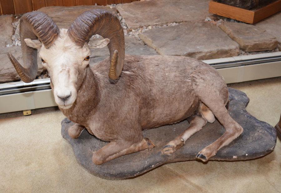 British Columbia Stone Sheep Full Body Taxidermy - Apr 06, 2020 ...