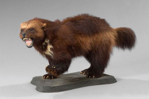 811: Large Taxidermy Figure of a Snarling Wolverine