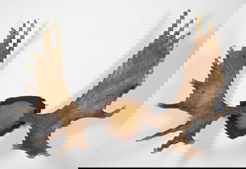 Large Antler Mounted Moose Rack,