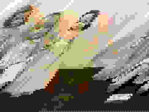 Trio Of Madame Alexander Dolls, Winnie Walker, Elise, & An Older Large ...