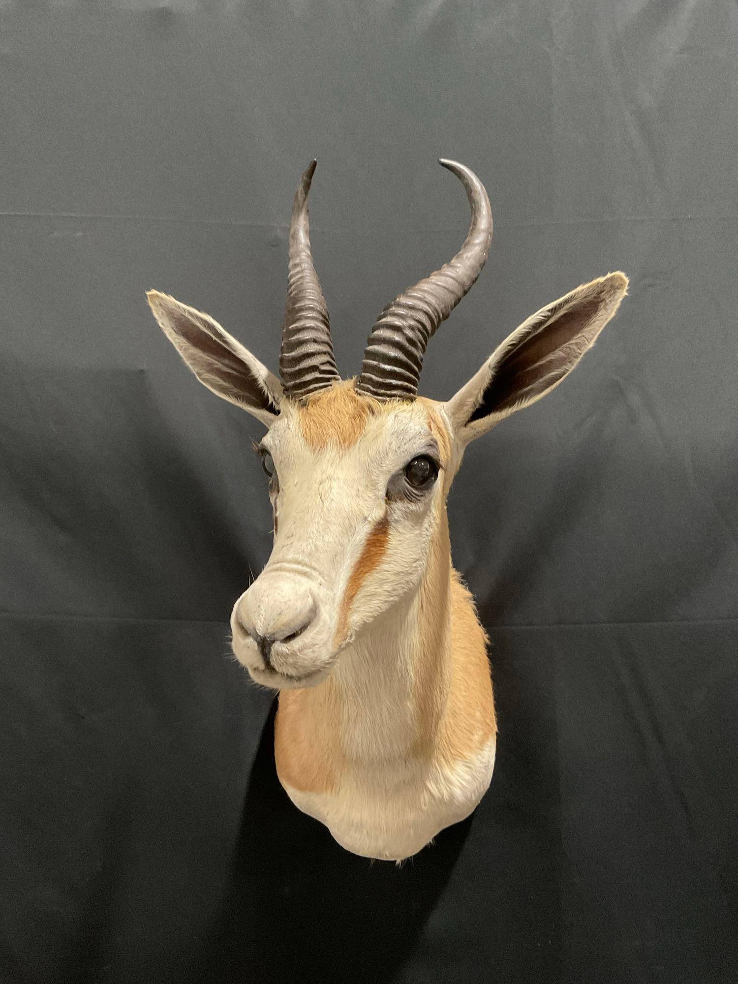 African Springbok Antelope Shoulder Mount, 25 Inches Tall Auction