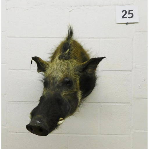 Bush Pig Shoulder Mount