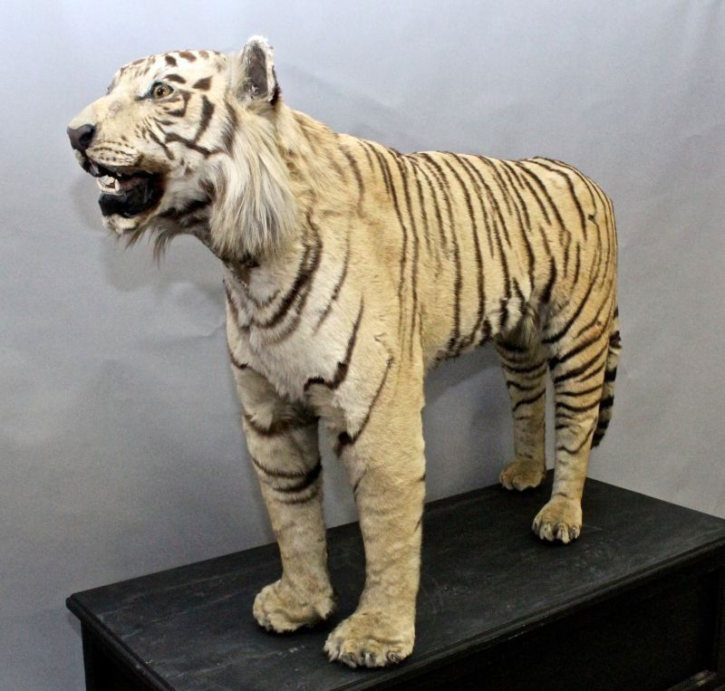 A Victorian Life Size Tiger By Edward Gerrard & Sons.