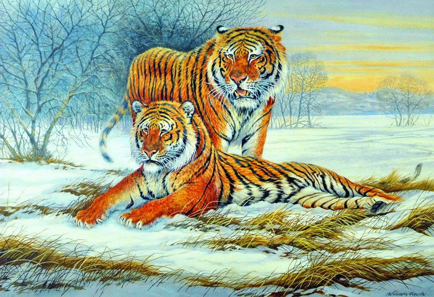 William Finch (20th Century) British. Tigers in a