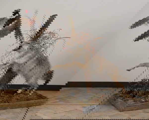 189: Full size pheasant and coyote mount