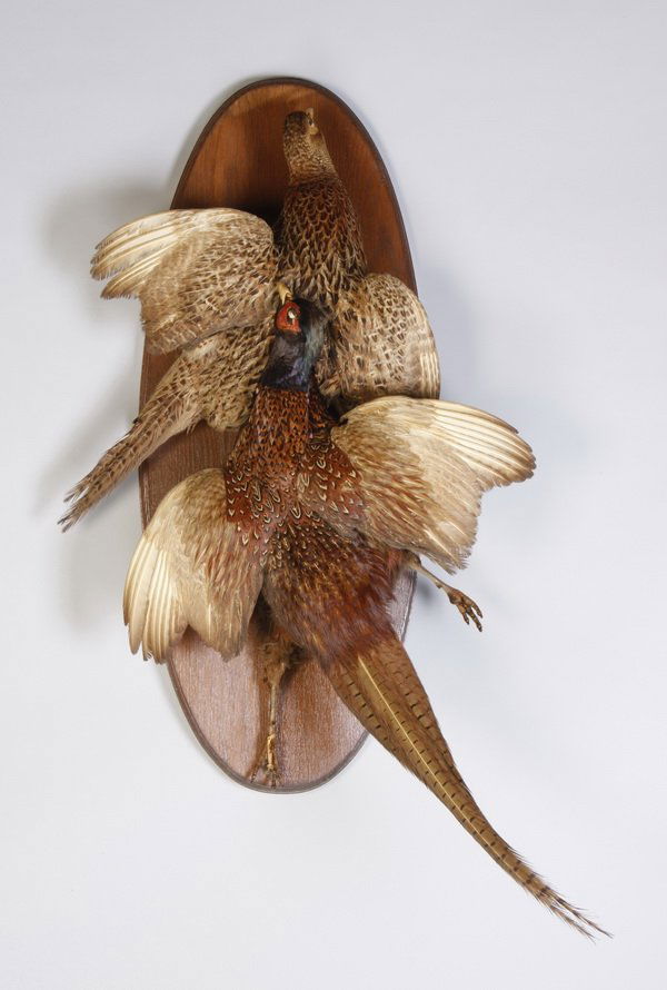 Wall Mounted Hunt Trophy With Pheasants