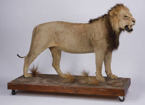 Lion Full Body Mount