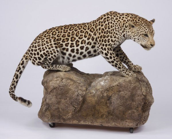 Vintage Leopard Full Body Mount
