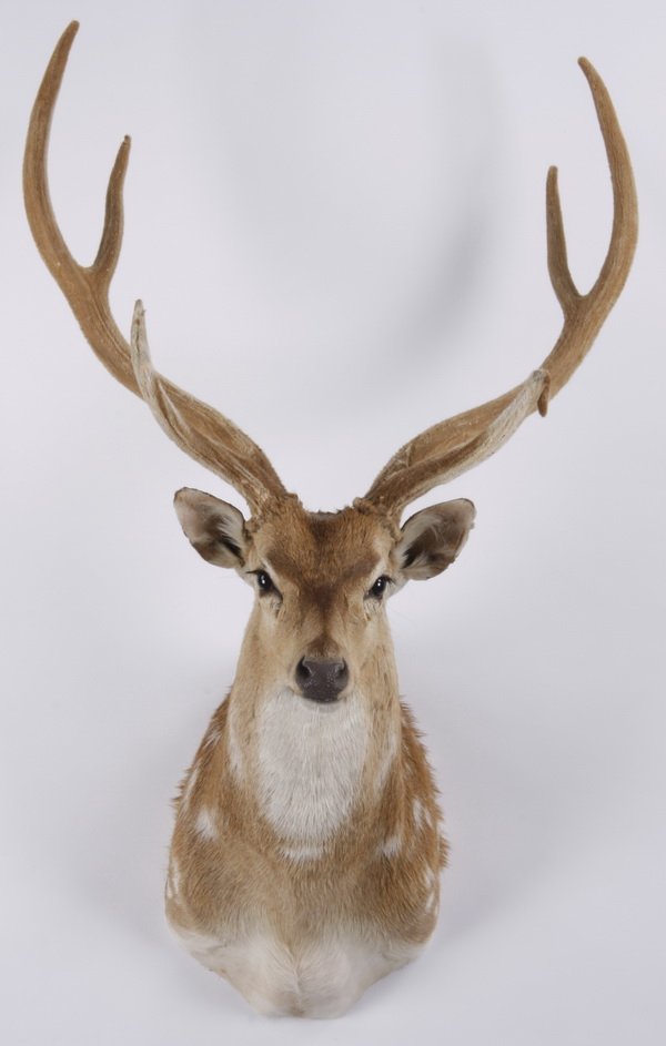 Axis deer shoulder mount