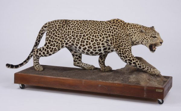 Vintage leopard full body mount