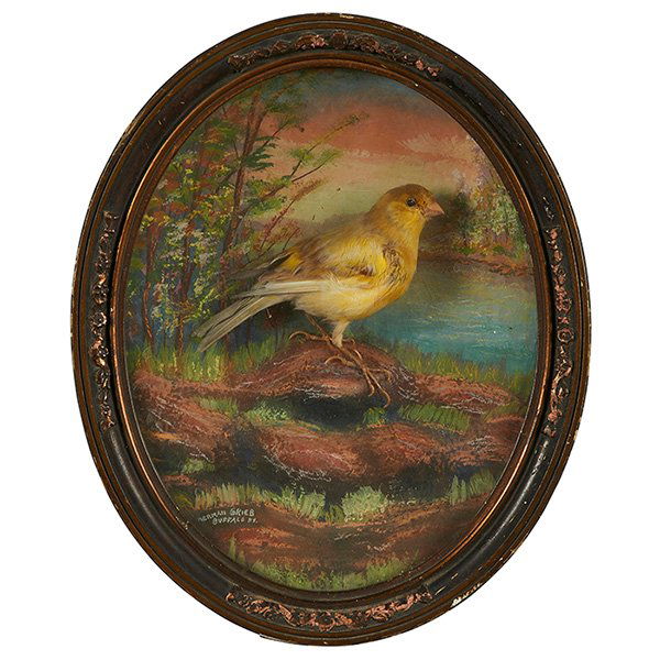 Herman Grieb (c. 1867-1928) taxidermy bird, framed full - Feb 06, 2016 ...