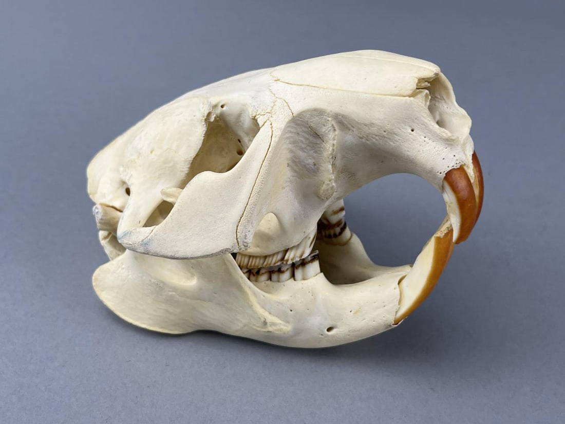 Premium North American Beaver Skull Auction