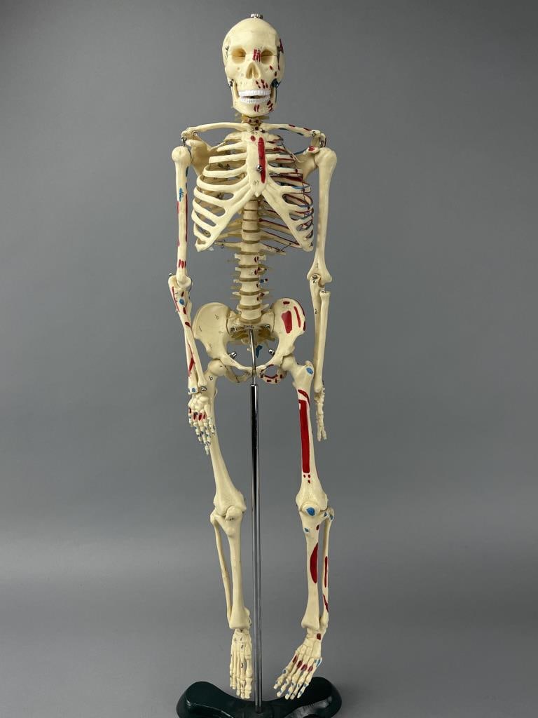 Painted Big Tim Anatomy Skeleton Auction