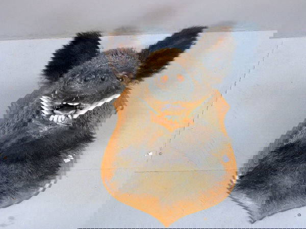 Mounted Stuffed Wild Boar's Head, 21"