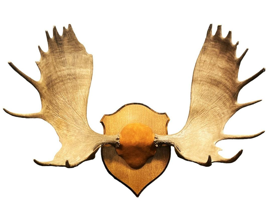 Yellowstone Large Moose Antler Mount