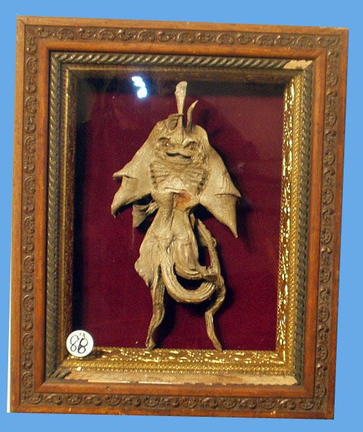Sea Devil Natural Jenny Haniver Sideshow Gaff