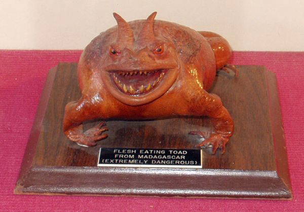 Frierson Flesh Eating Toad Creative Taxidermy