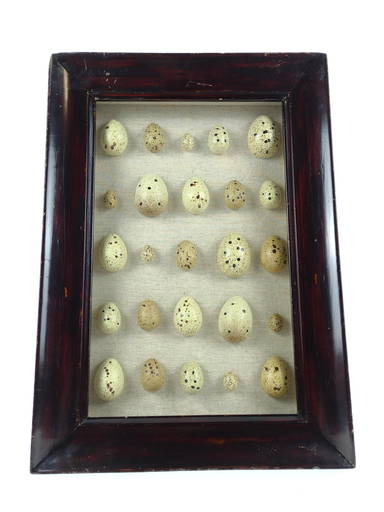 Decorative Egg Display In Shadow Box