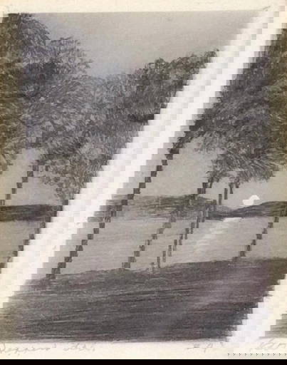 Sunset Trees Etching