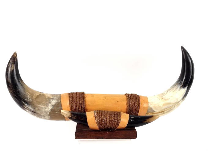 Wall Mounted Horn Display