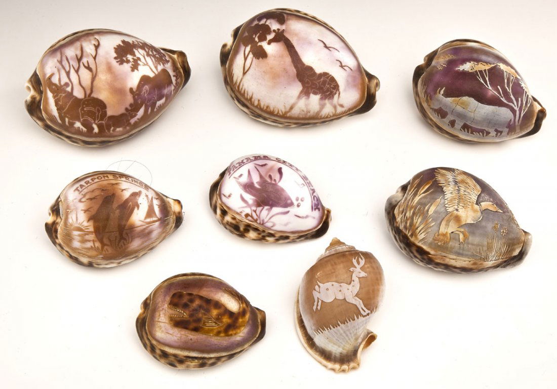 8 Souvenir Carved Cameo Cowrie Shells of Animals - Aug 24, 2014 ...
