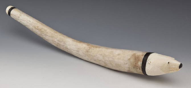 Walrus Baculum Oosik