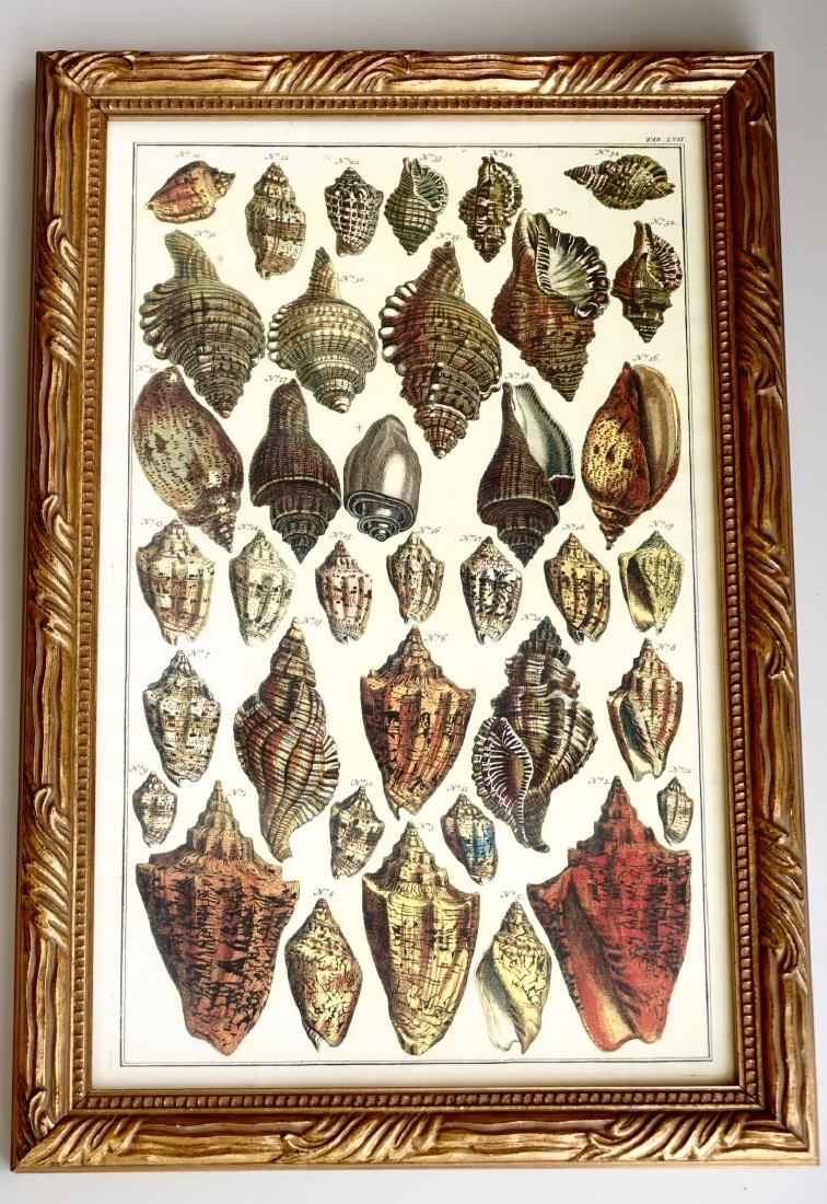 Albertus Seba Print Shell Collection Gold Frame