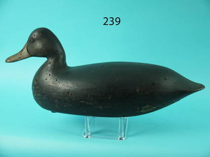 Black Duck, H.v. Shourds