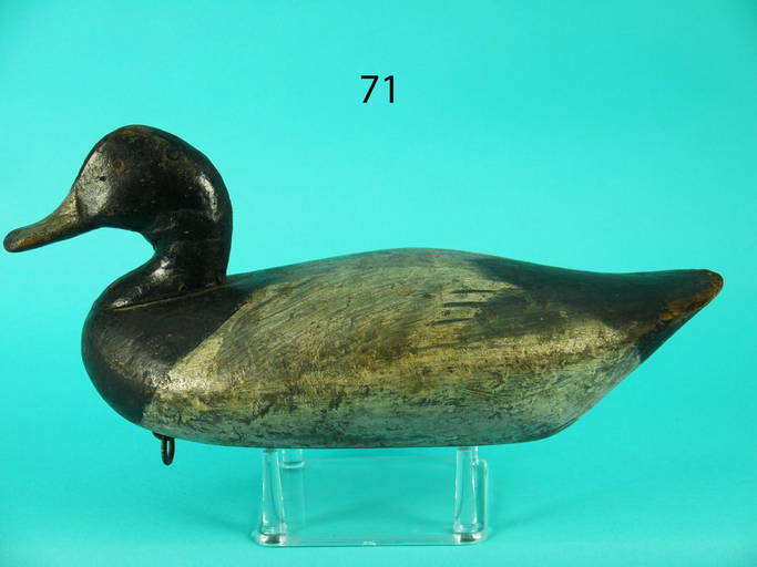 Early Blue Bill Drake, Upper Bay, Md