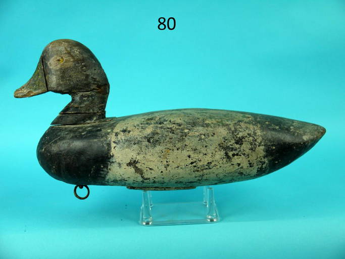 BLUEBILL DRAKE, VIRGINIA (#0080) on Jun 26, 2022 | Frank and Frank ...