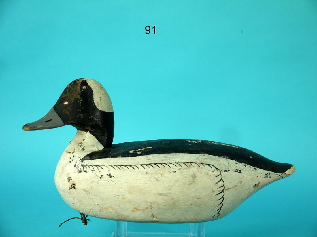 Bufflehead Drake, Virginia