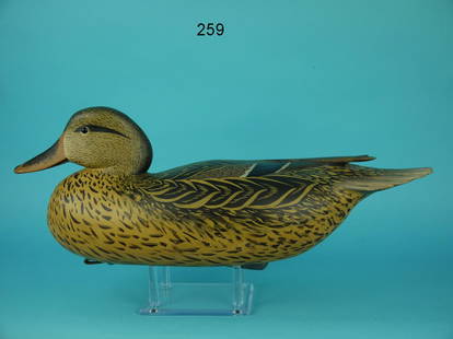 Mallard Hen