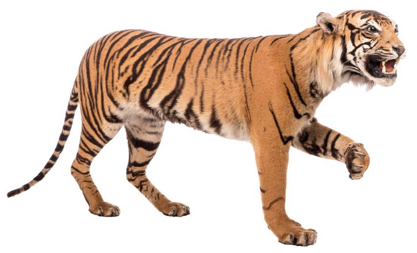 A Taxidermy Tiger, H 88 W 37 L 156 Cmâ (with Cites