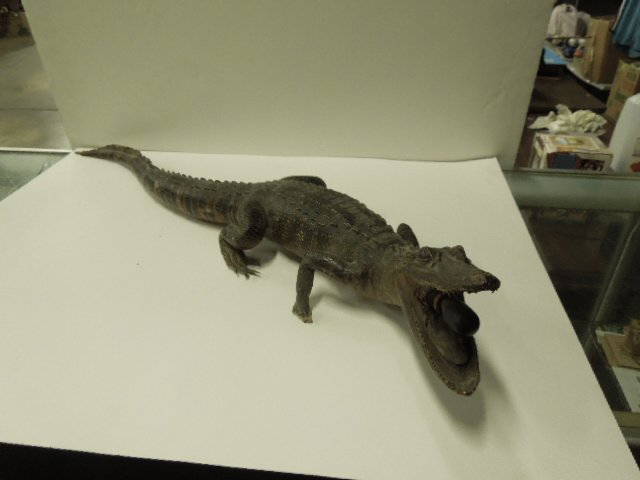 Taxidermy Baby Alligator Lamp