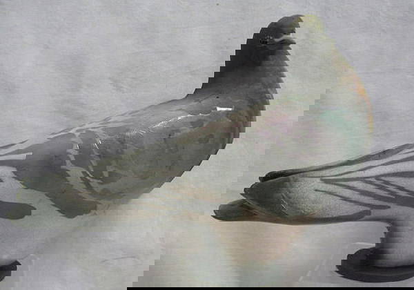 Raku Pottery Pigeon Figure