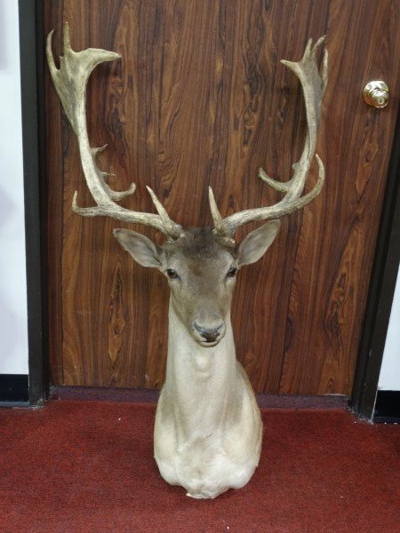 Fallow Deer Mount - Dec 15, 2015 | Summit Auction Galleries in TX