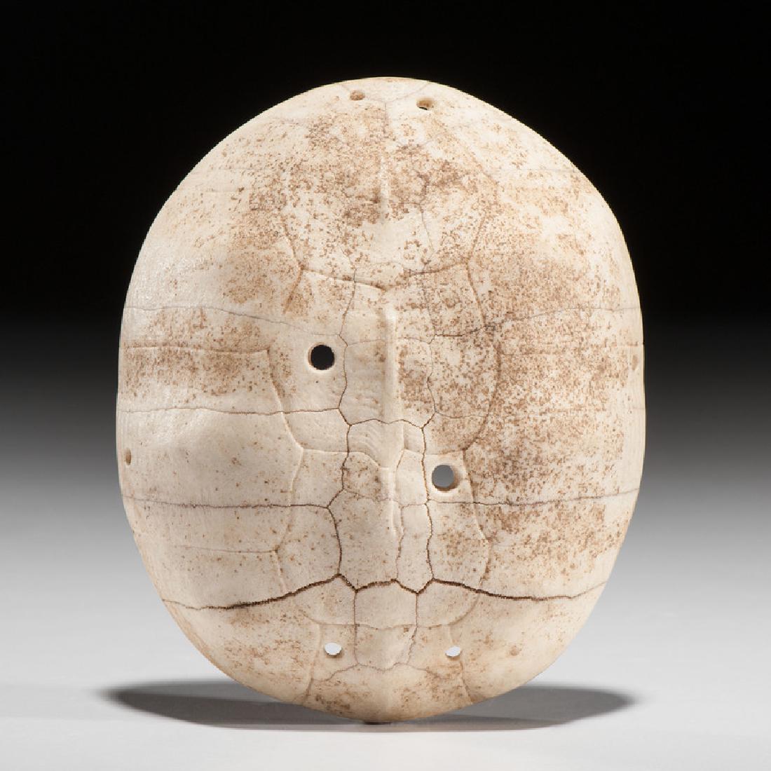 A Prehistoric Turtle Carapace Gorget