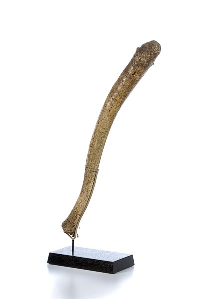 29: Eskimo Walrus Oosik Club