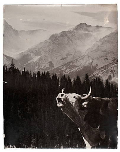 Charles J. Belden Photograph Of A Bawling Steer